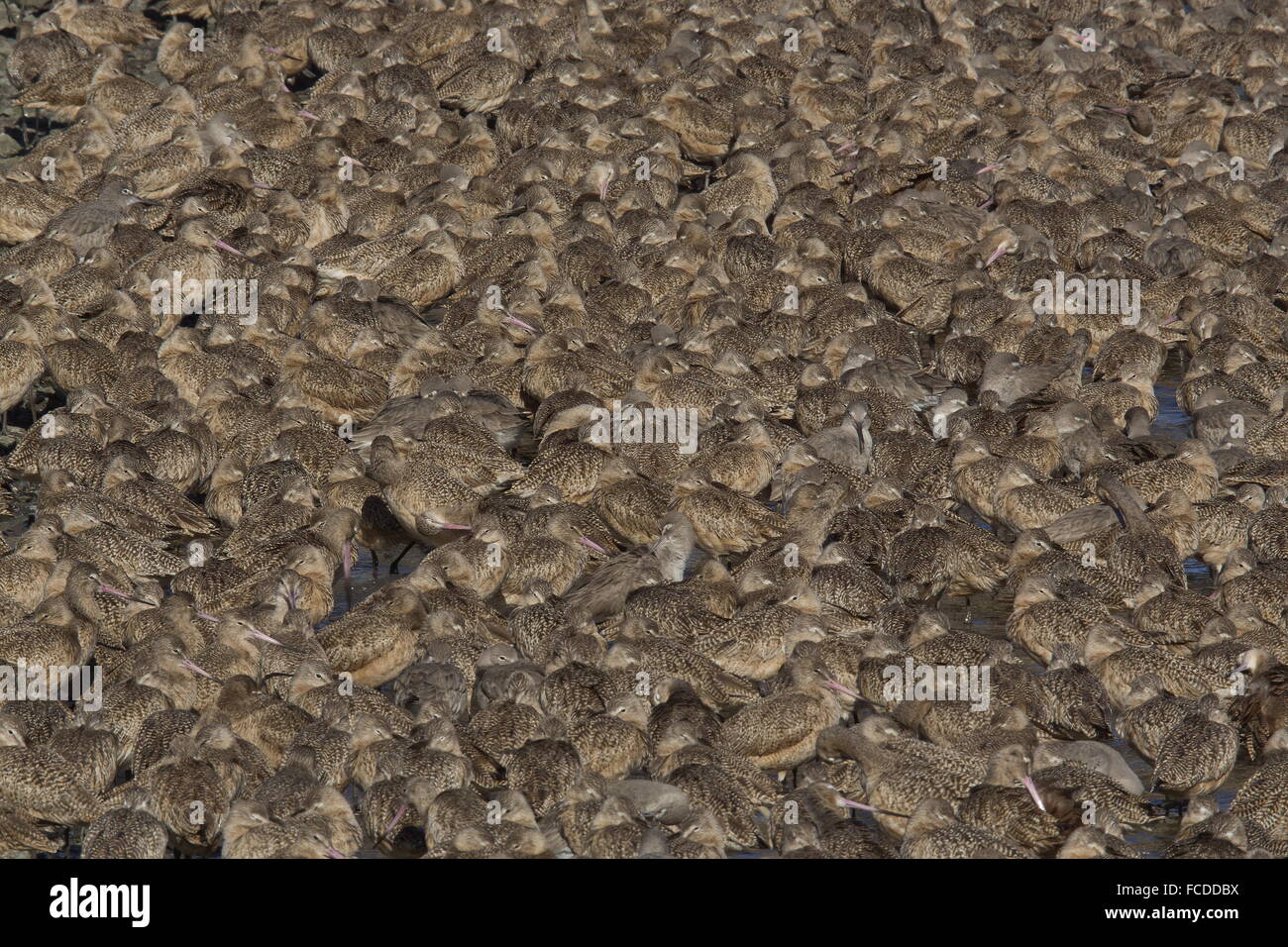 Limosa fedoa hi-res stock photography and images - Alamy