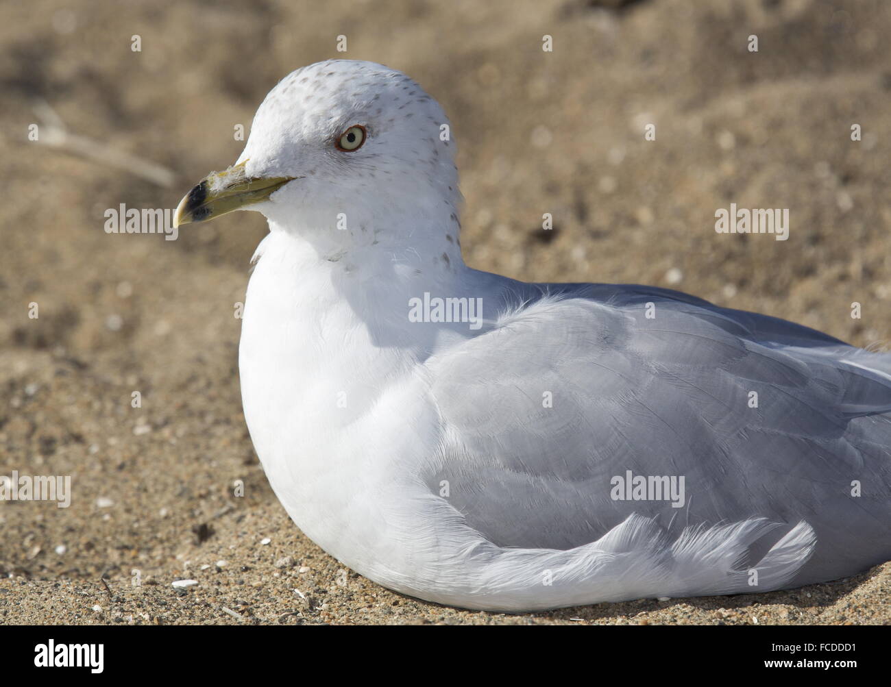 Ring-billed Gull, Larus delawarensis on beach in winter, San Fransisco ...
