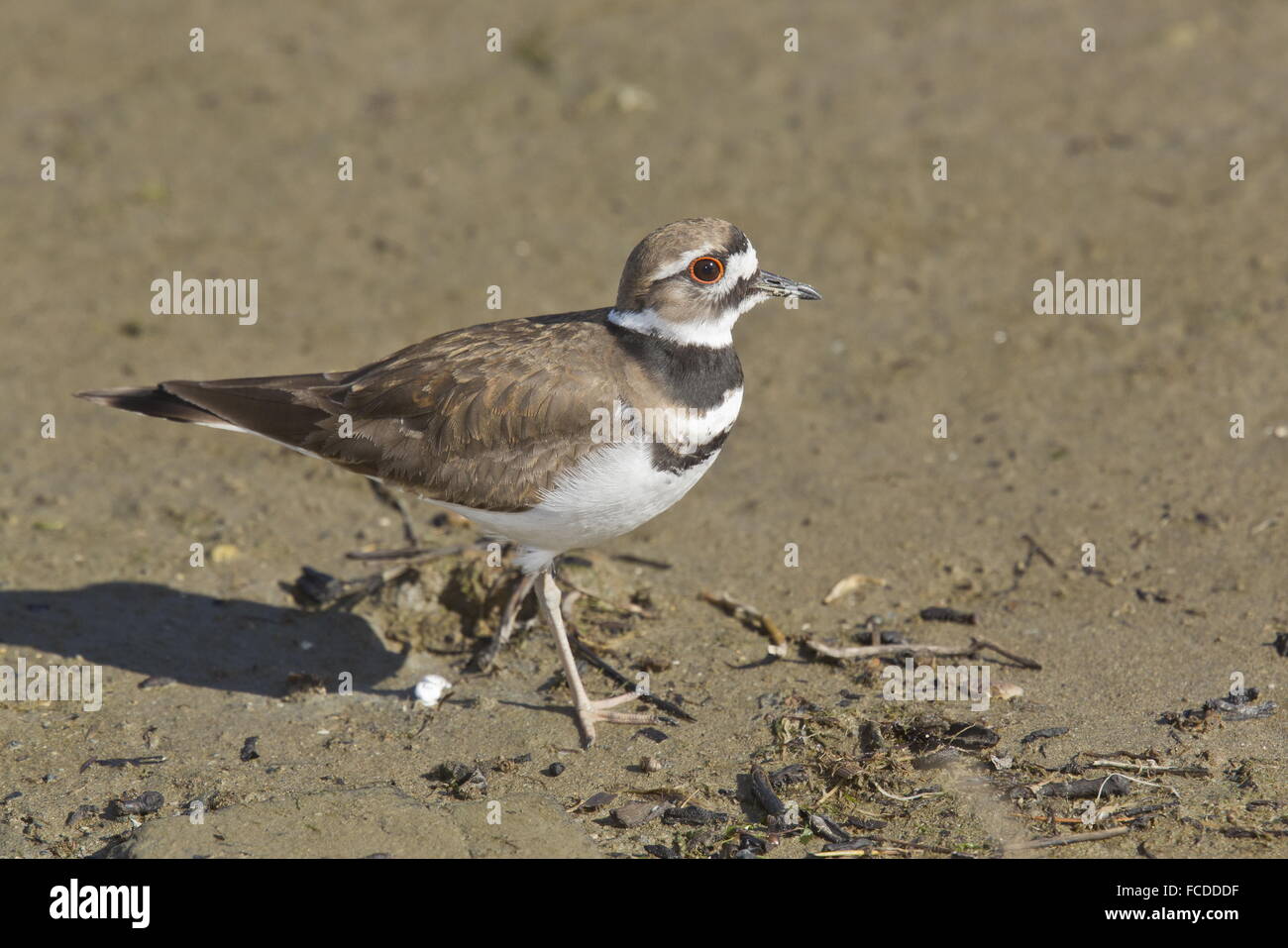 Poised bird hi-res stock photography and images - Alamy