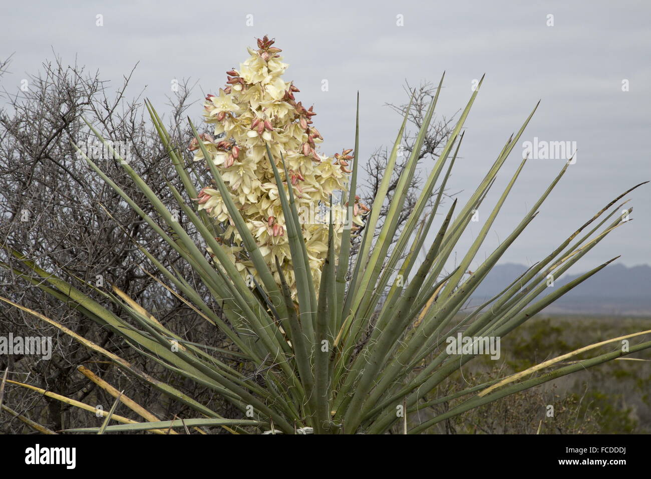 Spanish dagger, Yucca faxoniana, in the form formerly known as Torrey's ...