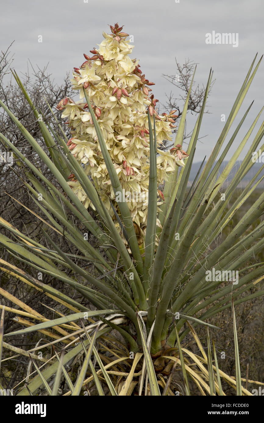 Yucca Faxoniana