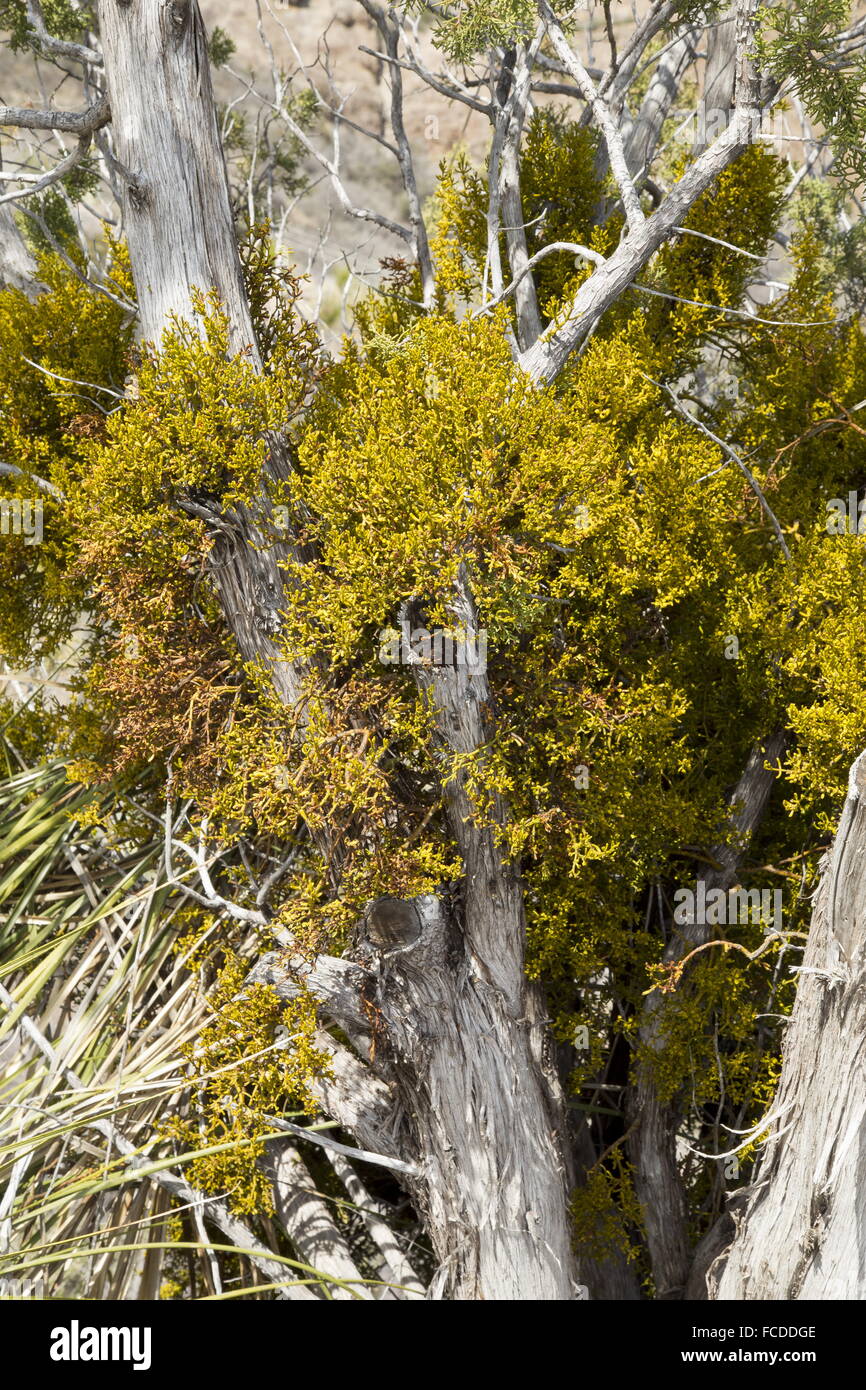 Juniper Mistletoe, Phoradendron juniperinum on old juniper, Chisos ...