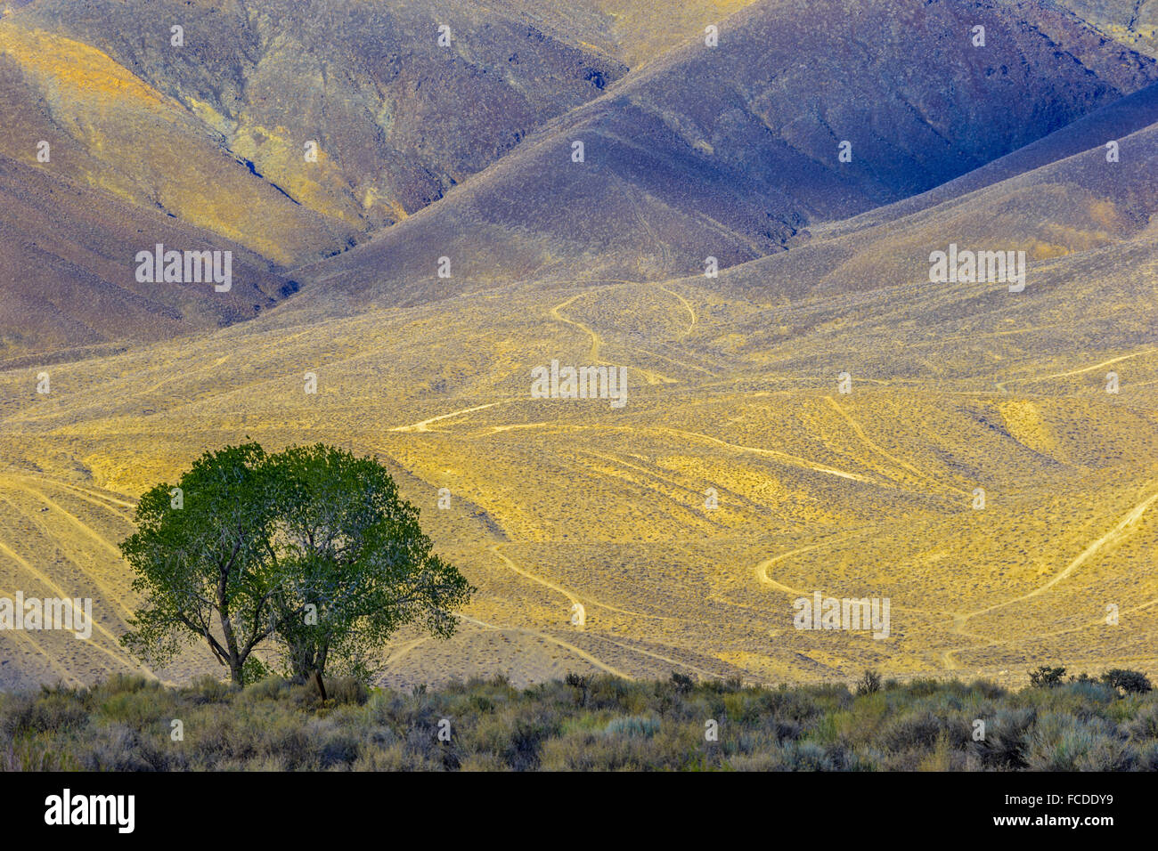 Owens Valley and Sierra Nevada Range at sunset, California Stock Photo ...