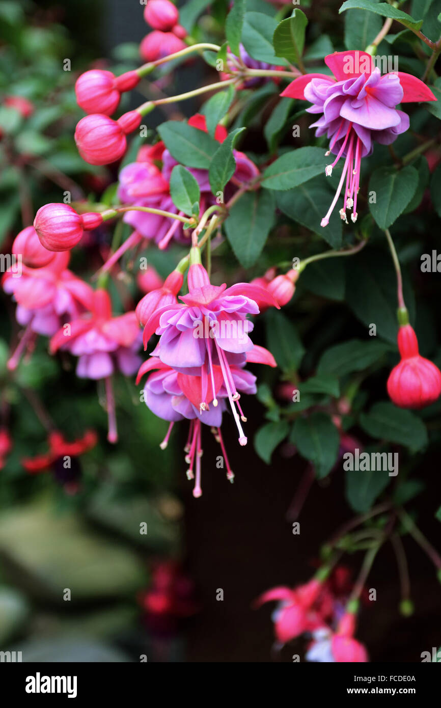Since colour fuchsia hi-res stock photography and images - Alamy