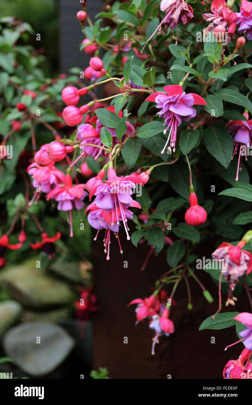 Fuchsia petal hi-res stock photography and images - Alamy