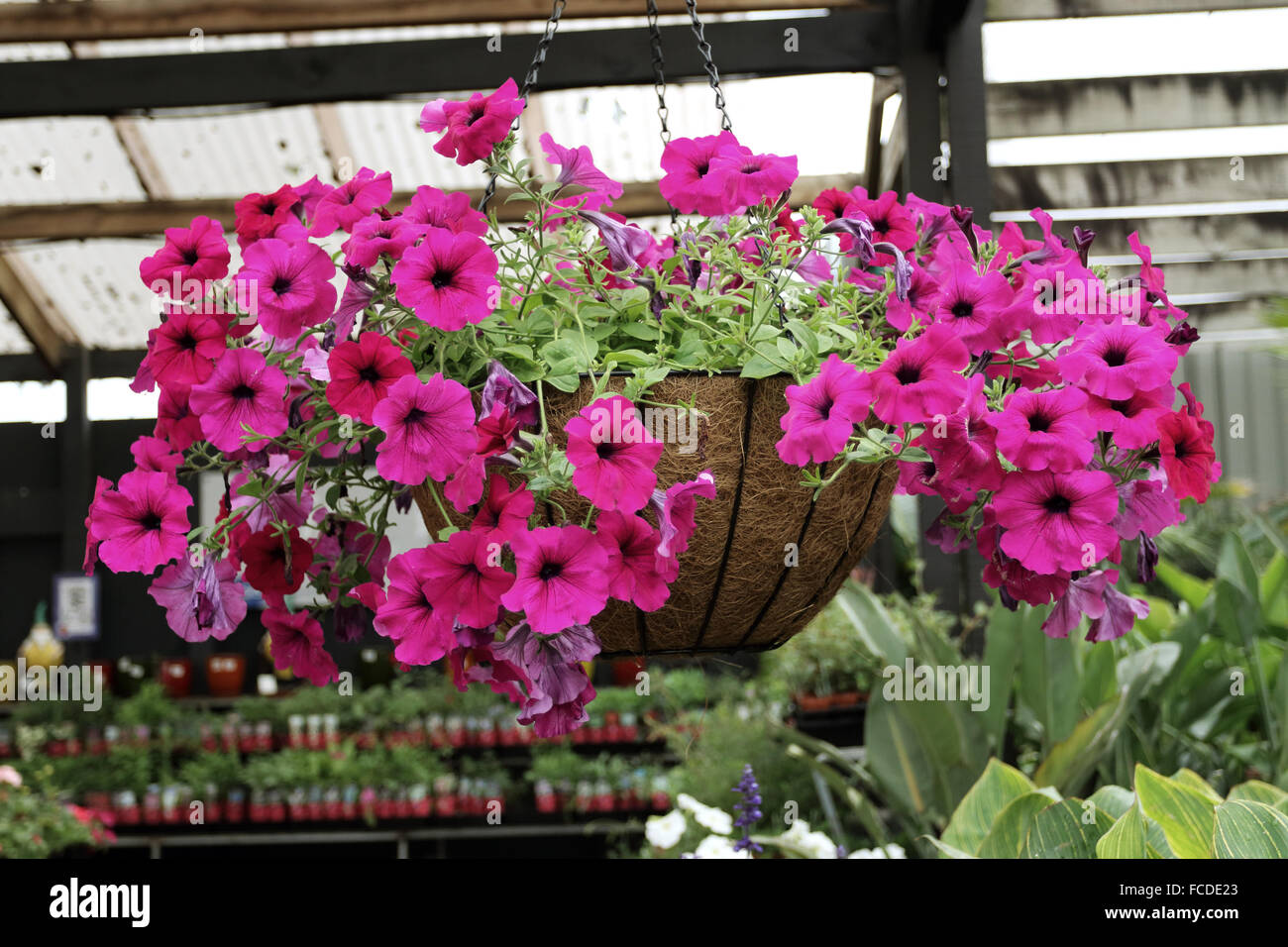 Starlet flowers hi-res stock photography and images - Alamy
