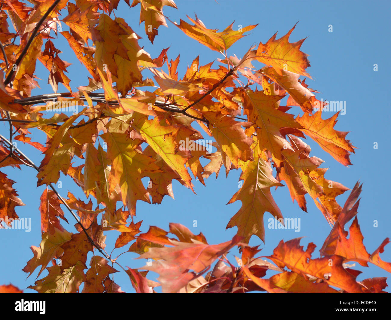 red oak at autumn Stock Photo - Alamy