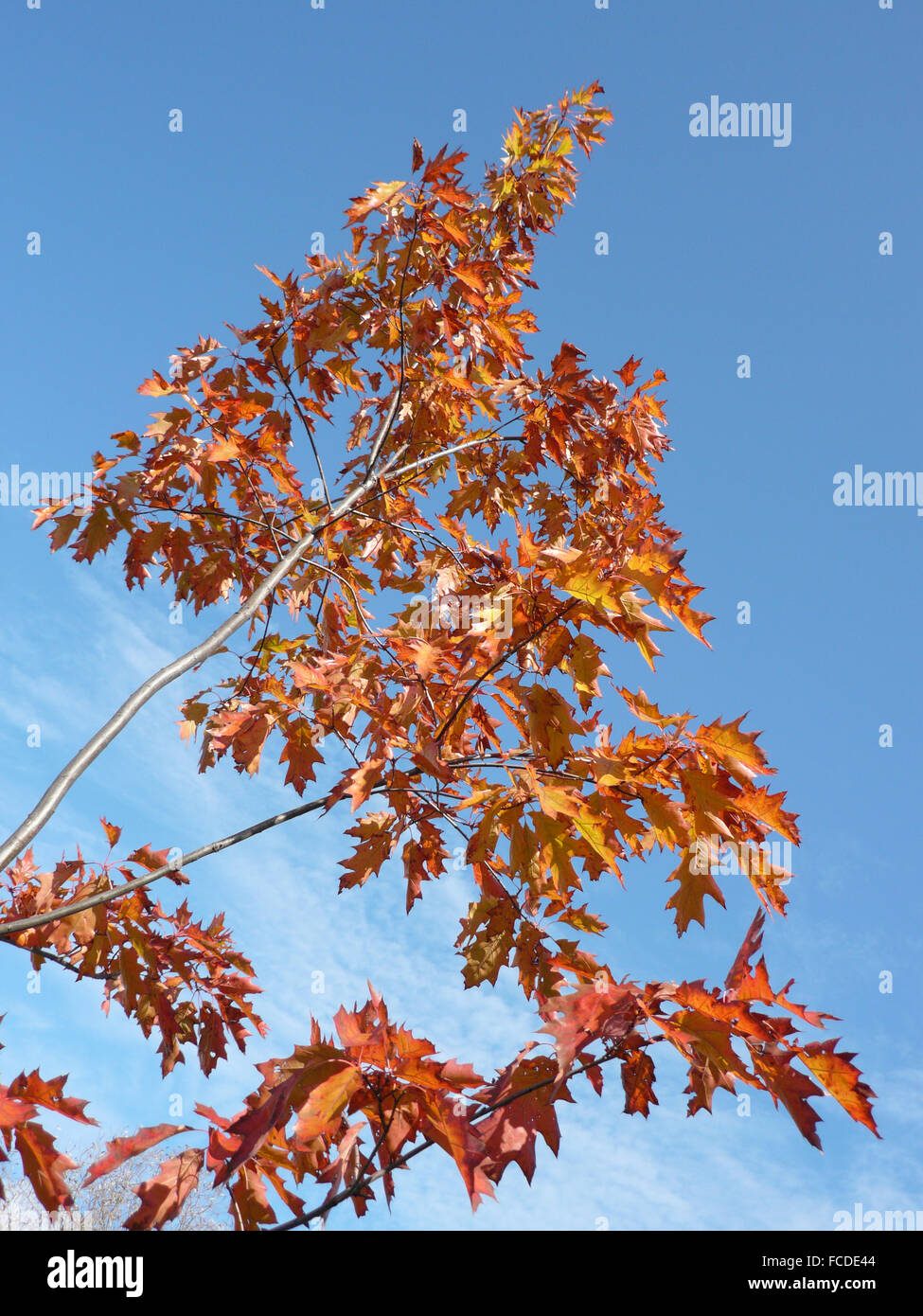 red oak at autumn Stock Photo - Alamy