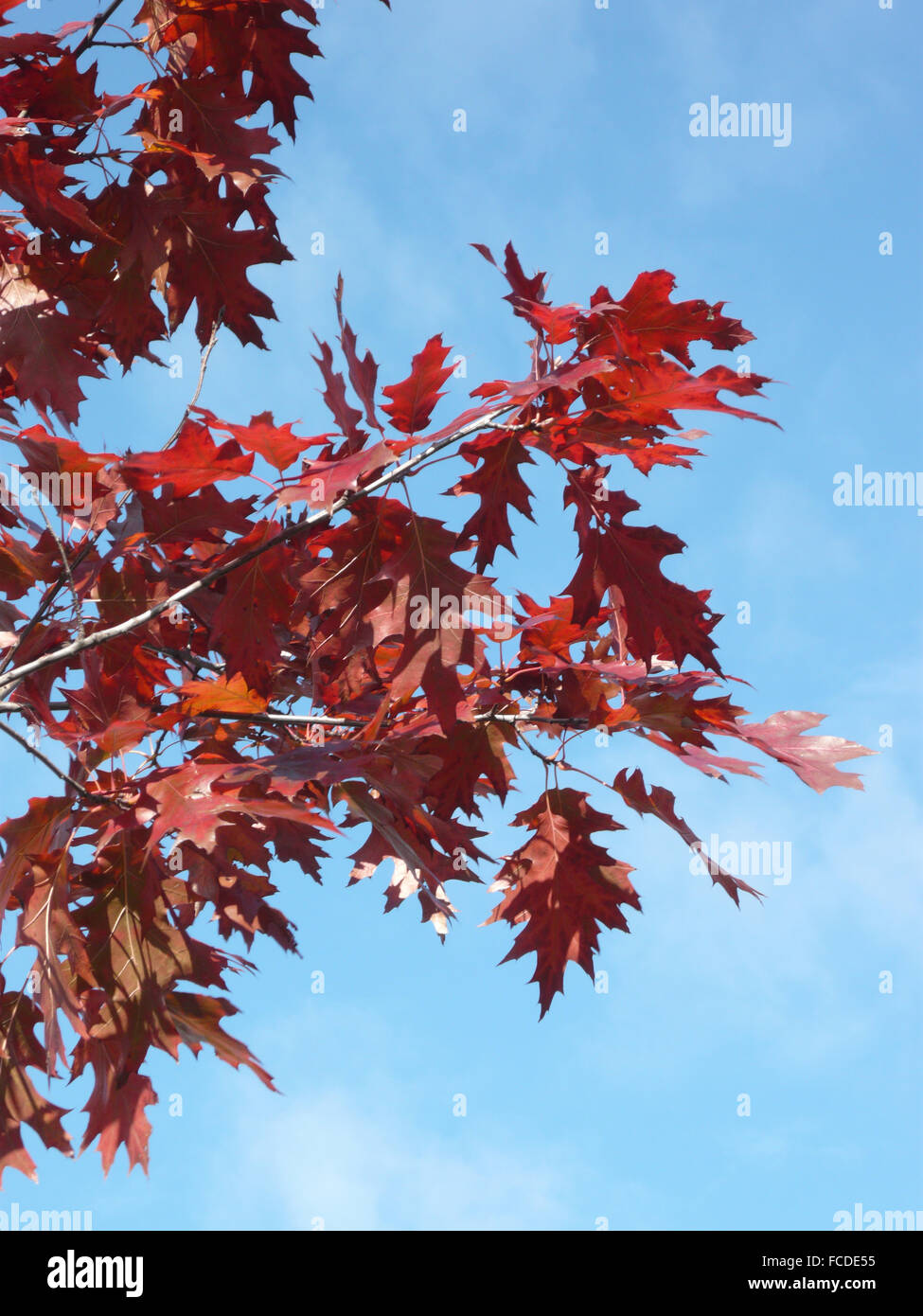 red oak at autumn Stock Photo - Alamy