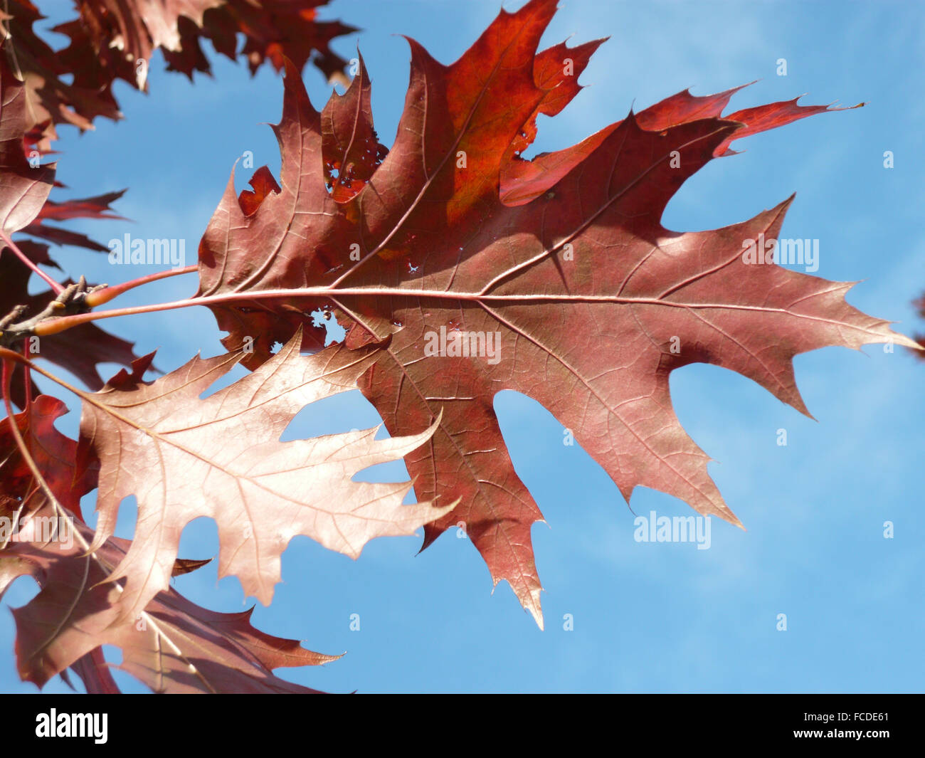 red oak at autumn Stock Photo - Alamy