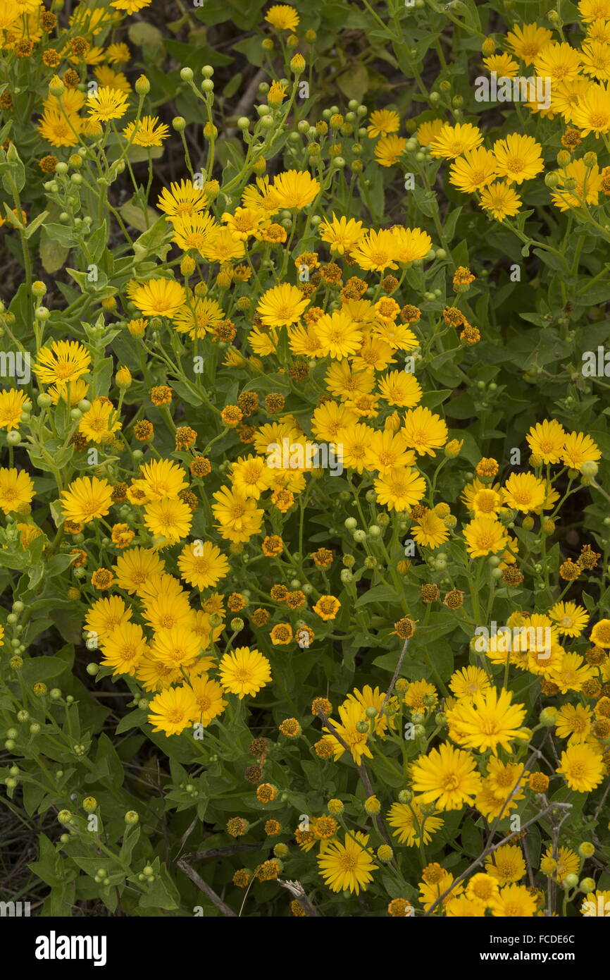 Camphor daisy, Rayjacksonia phyllocephala in flower on the Texas coast ...