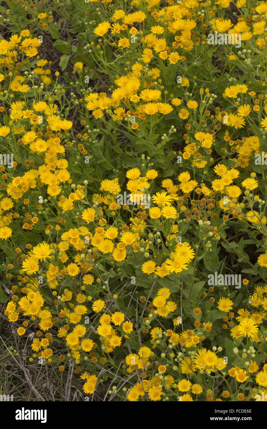 Camphor daisy, Rayjacksonia phyllocephala in flower on the Texas coast ...