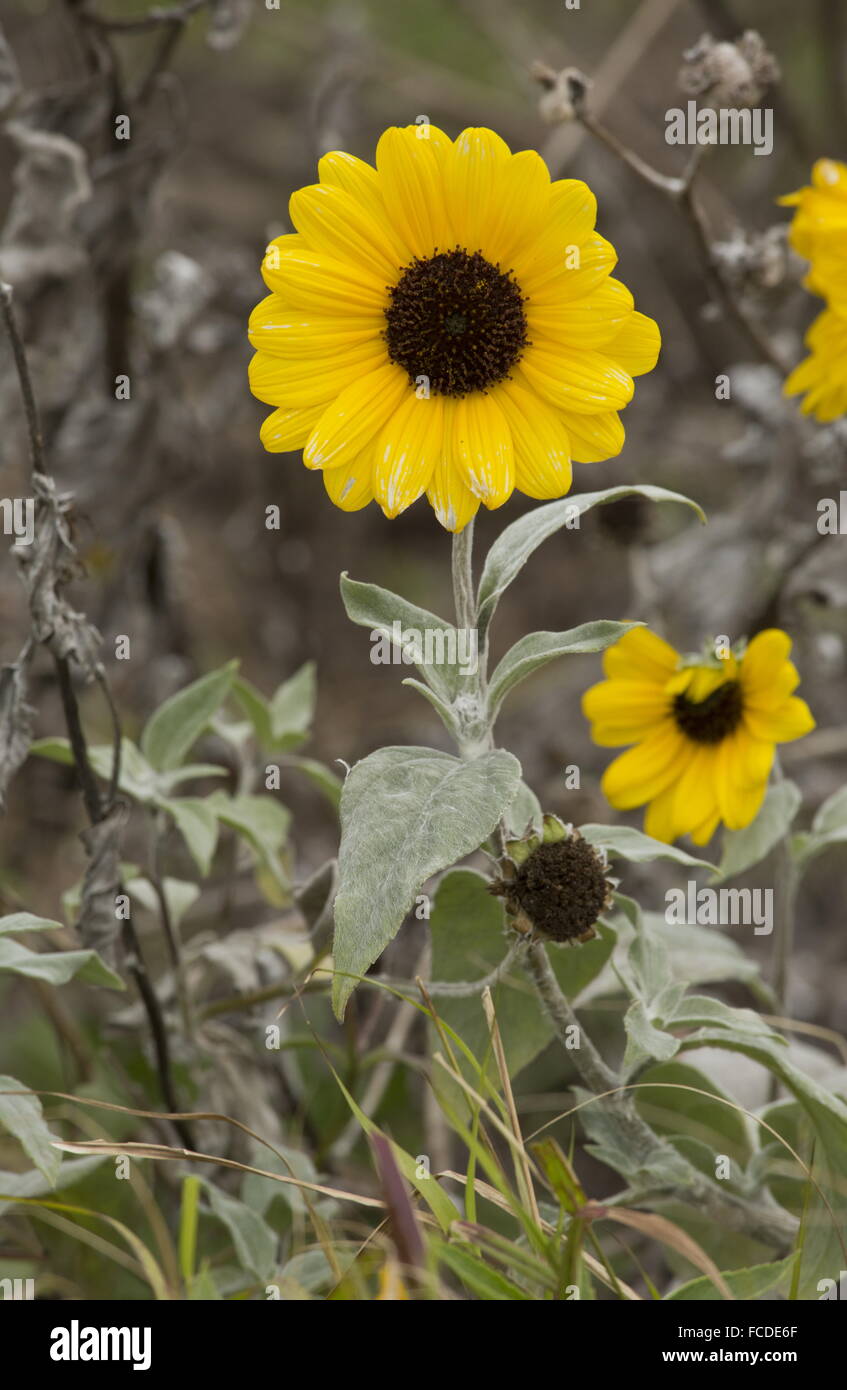 Silverleaf sunflower, Helianthus argophyllus in flower on the Texas ...