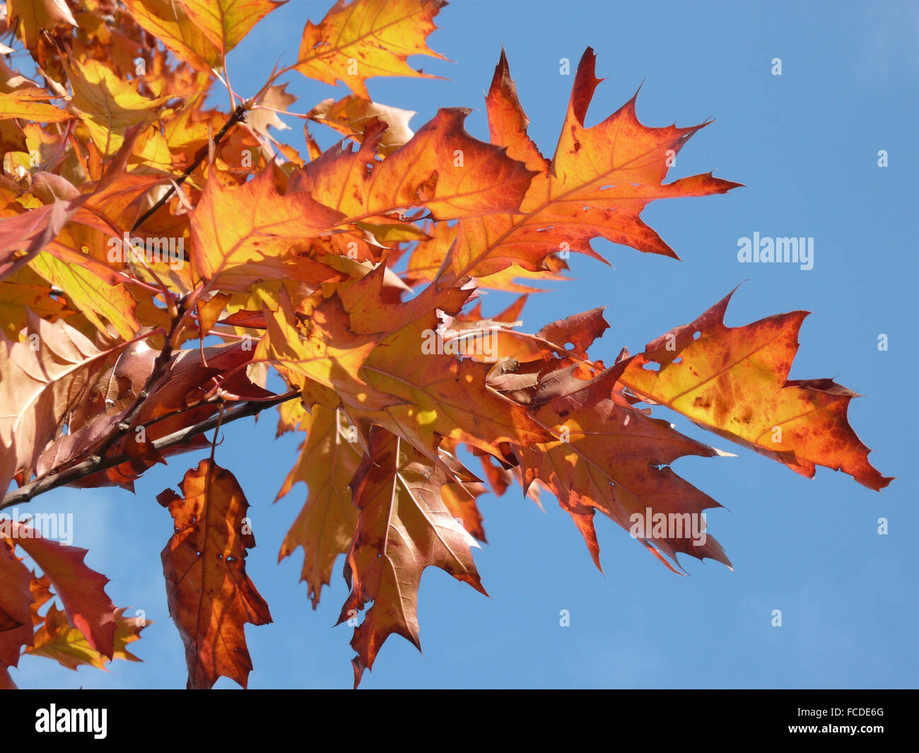 red oak at autumn Stock Photo - Alamy