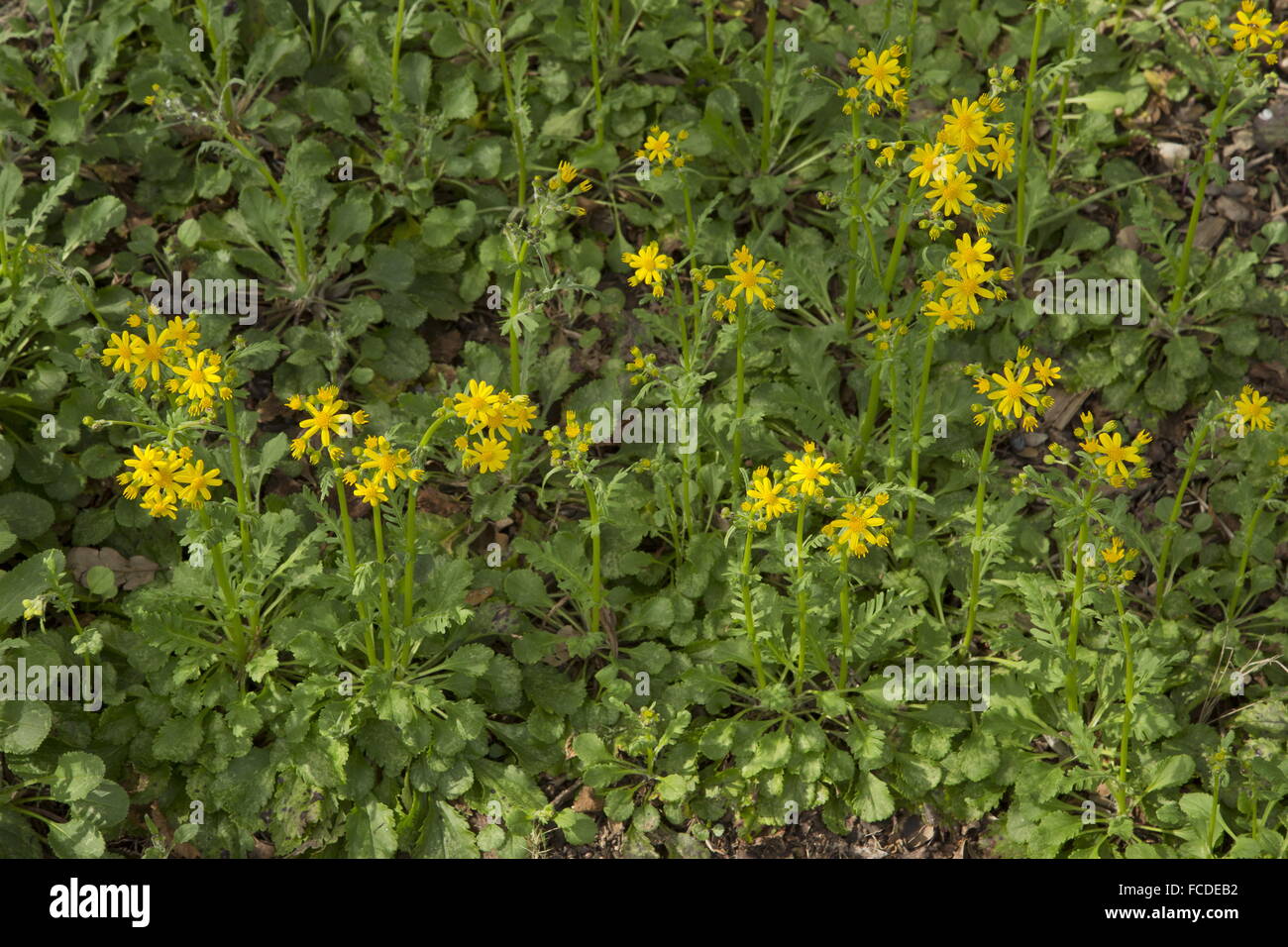Golden groundsel hi-res stock photography and images - Alamy