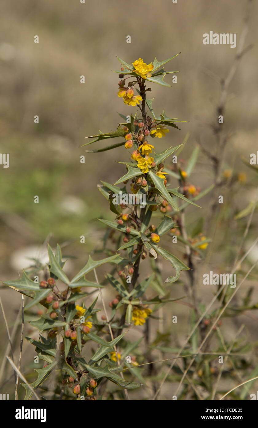 Agarita hi-res stock photography and images - Alamy