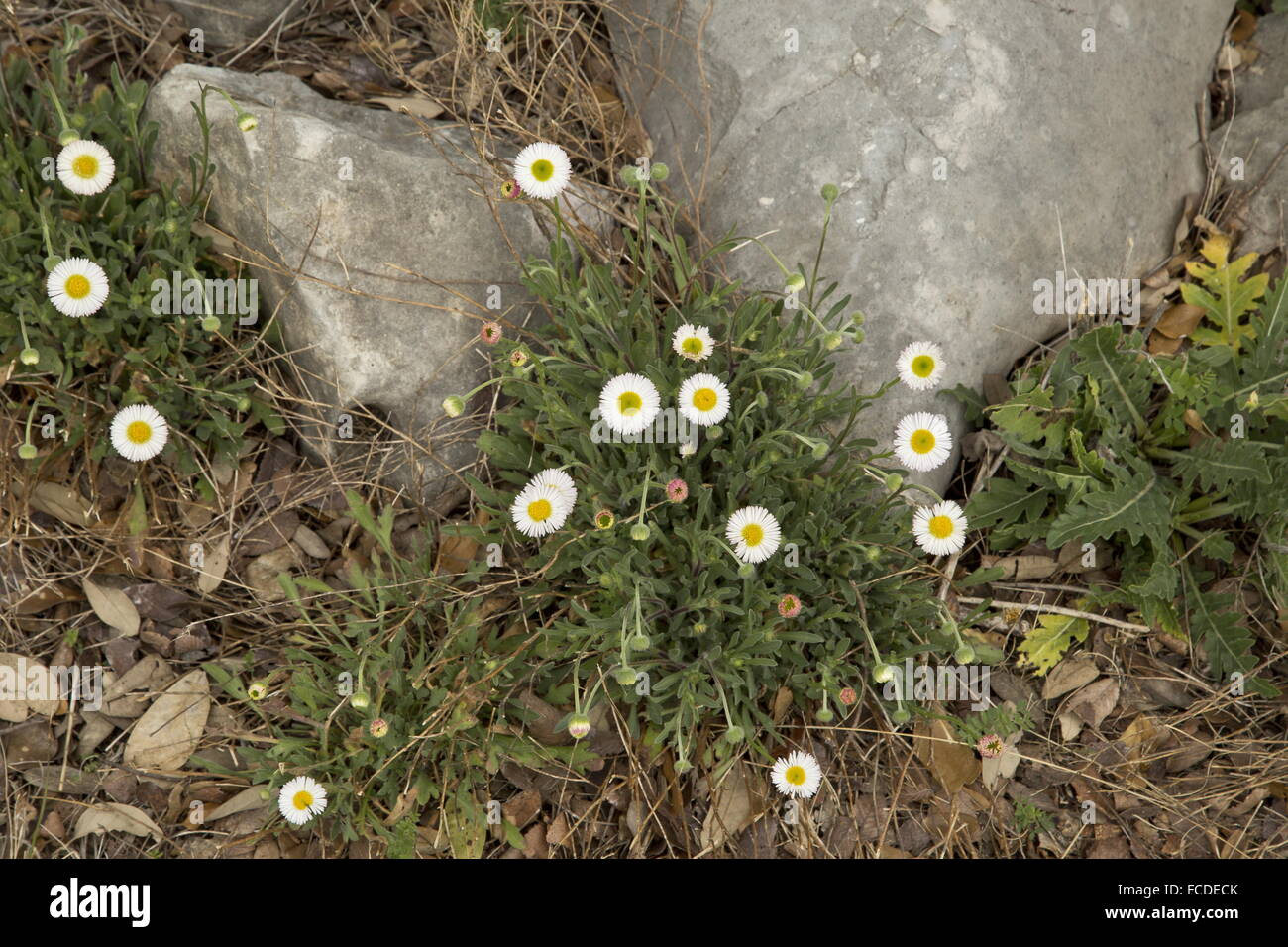 Prairie Fleabane, Erigeron modestus in flower. Texas Stock Photo - Alamy