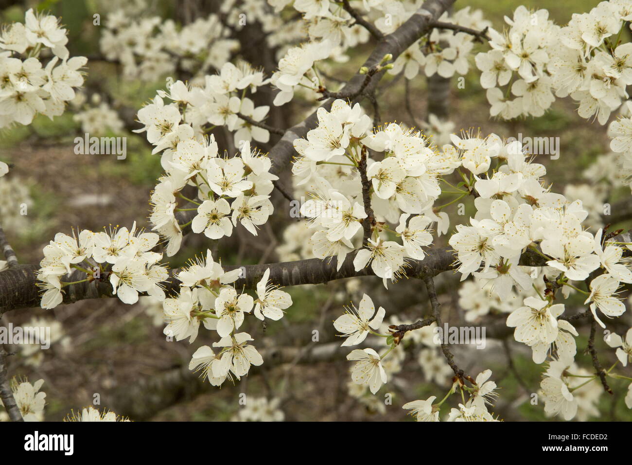 Mexican Plum, Prunus mexicana in flower in early spring; south Texas ...