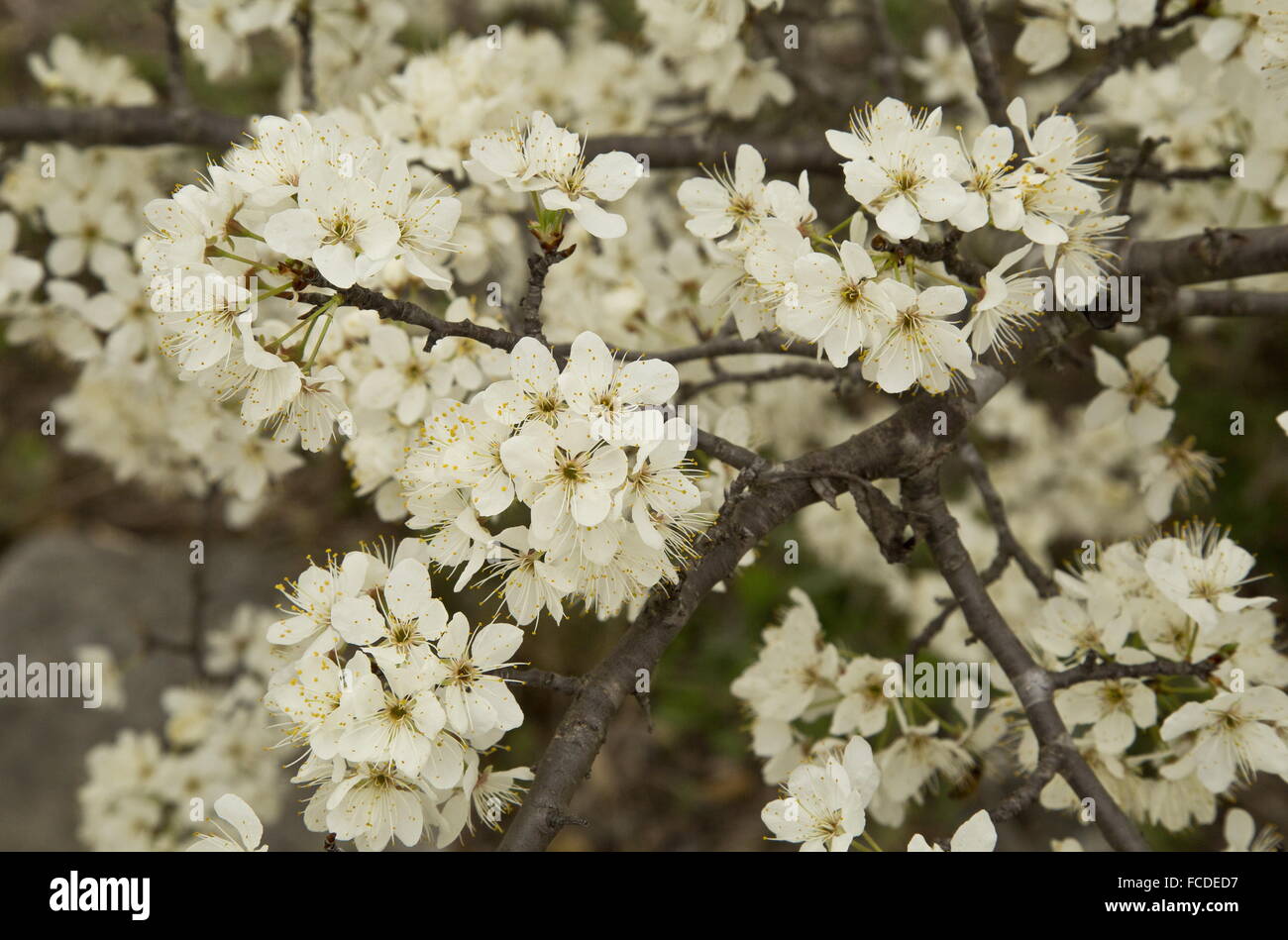 Mexican Plum, Prunus mexicana in flower in early spring; south Texas ...