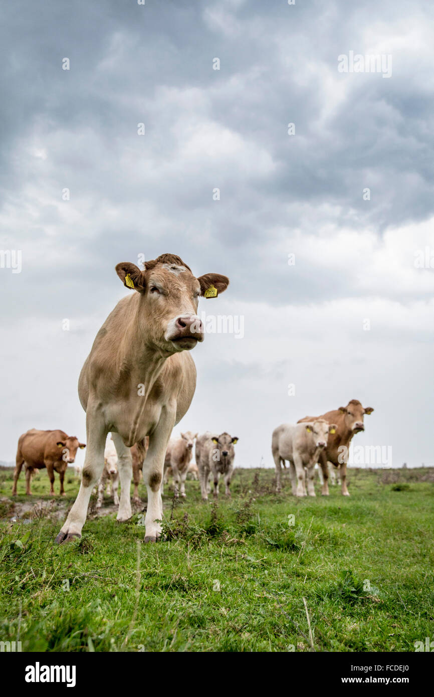 Netherlands, Kerkwerve, Cows in meadow Stock Photo - Alamy