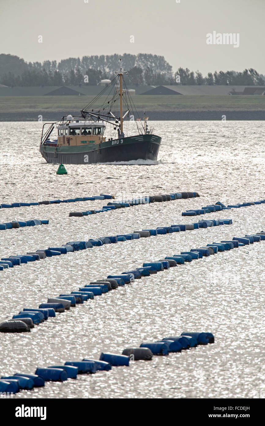 Mussel farm boat hi-res stock photography and images - Alamy
