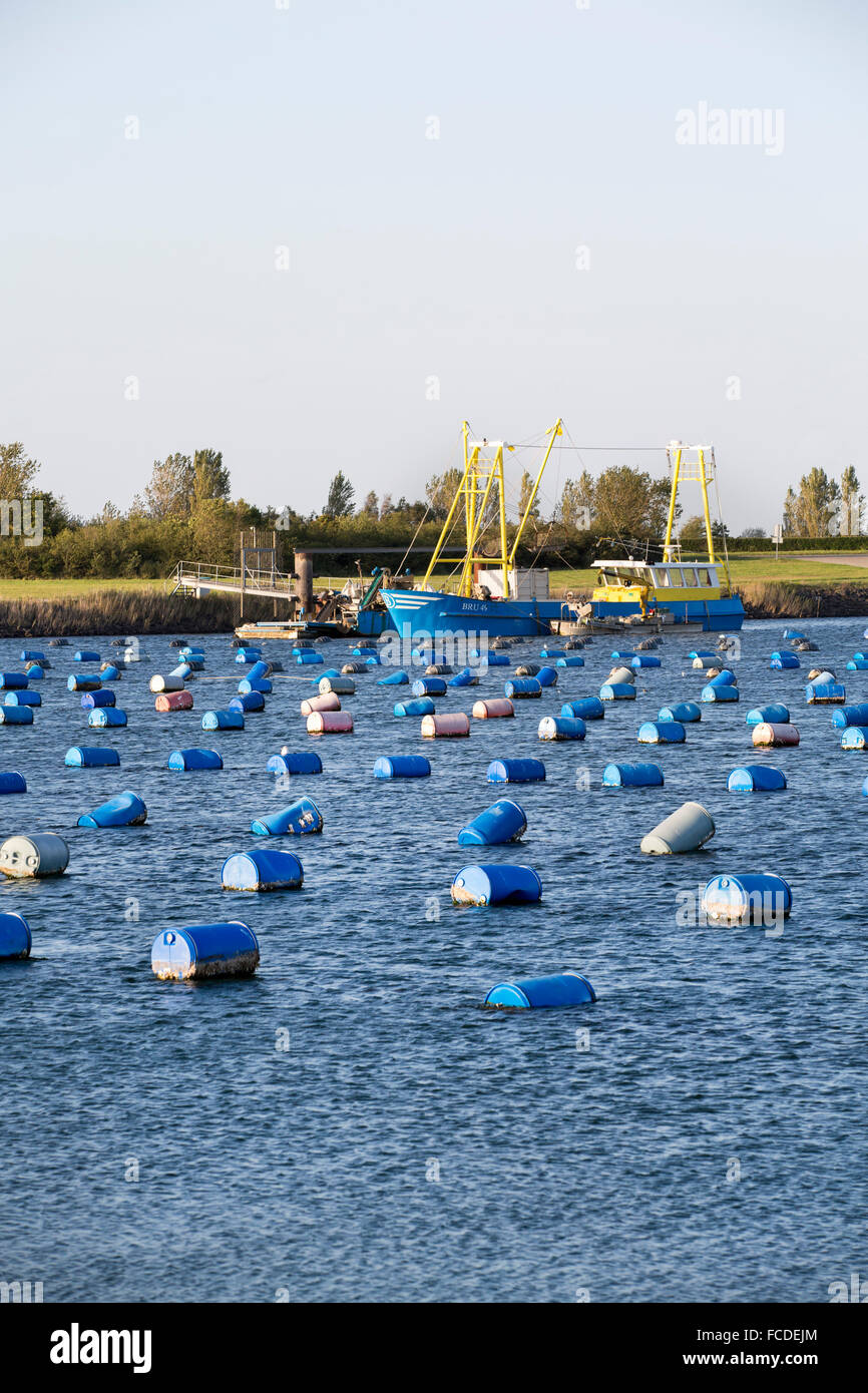 Netherlands, Bruinisse, Musse, mussels l farming in Oosterschelde ...