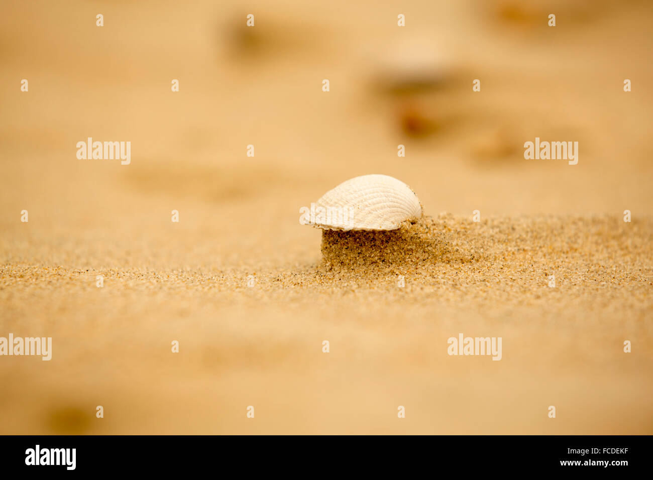 Beach shell hi-res stock photography and images - Alamy
