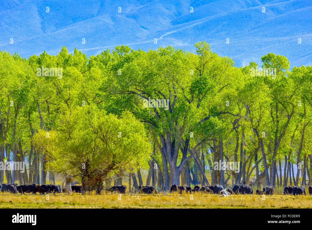 Range land and cattle in Owens Valley, California Stock Photo - Alamy