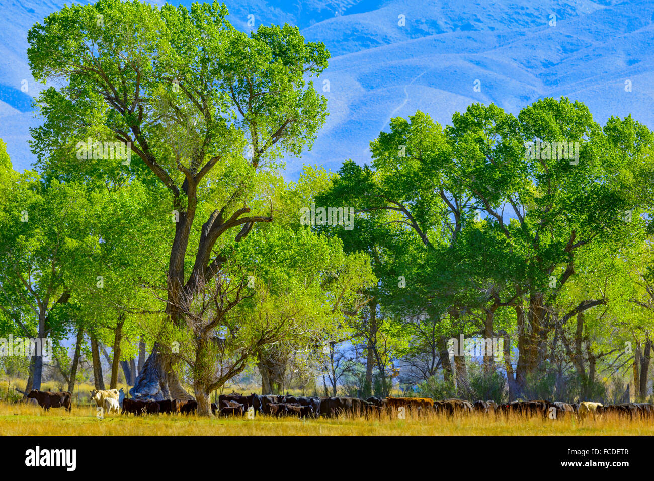 Grazing mountainous natural open spaces range range land remote rural ...