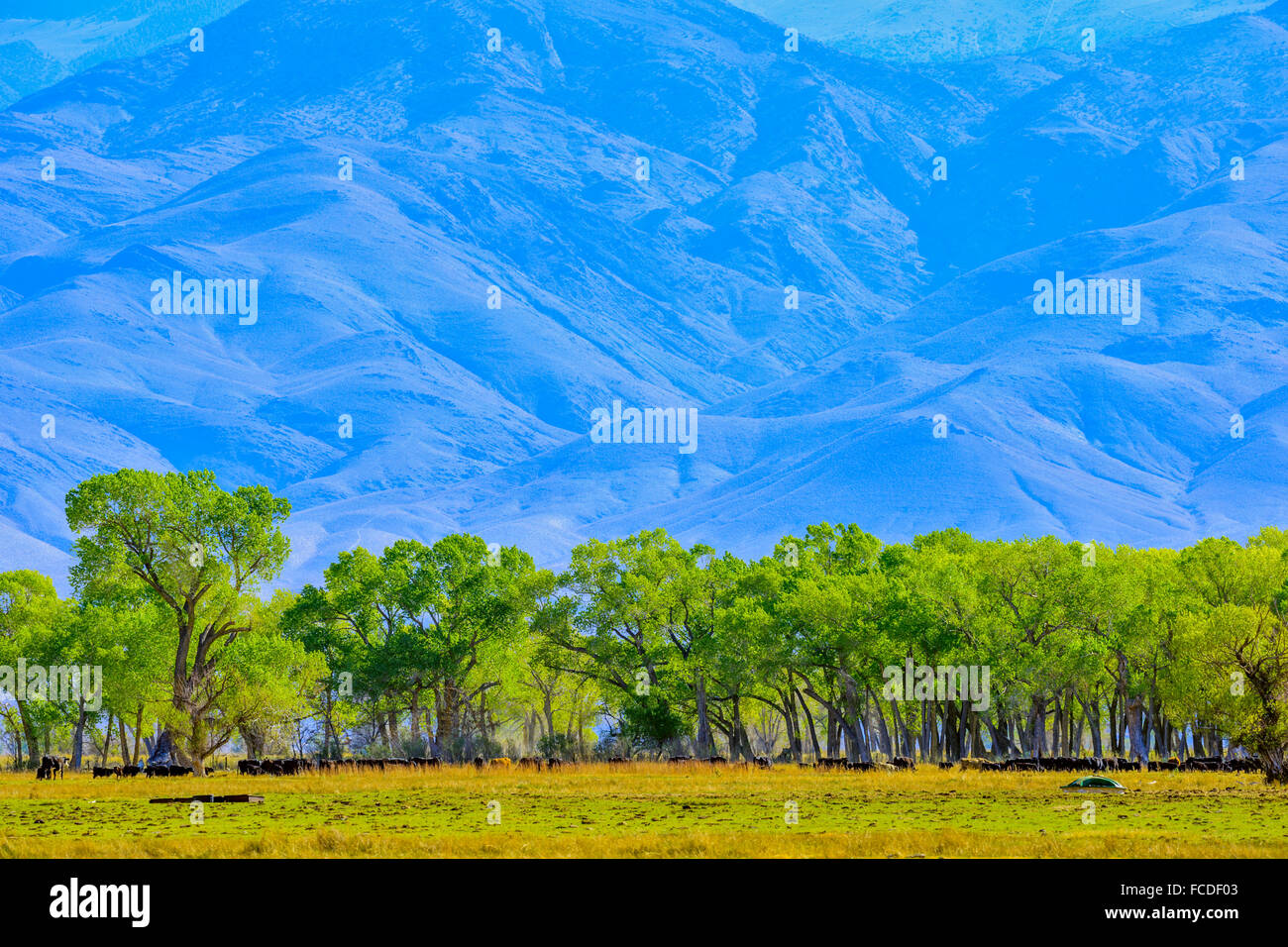 Grazing meat mountainous natural open spaces ranch lands remote rural ...