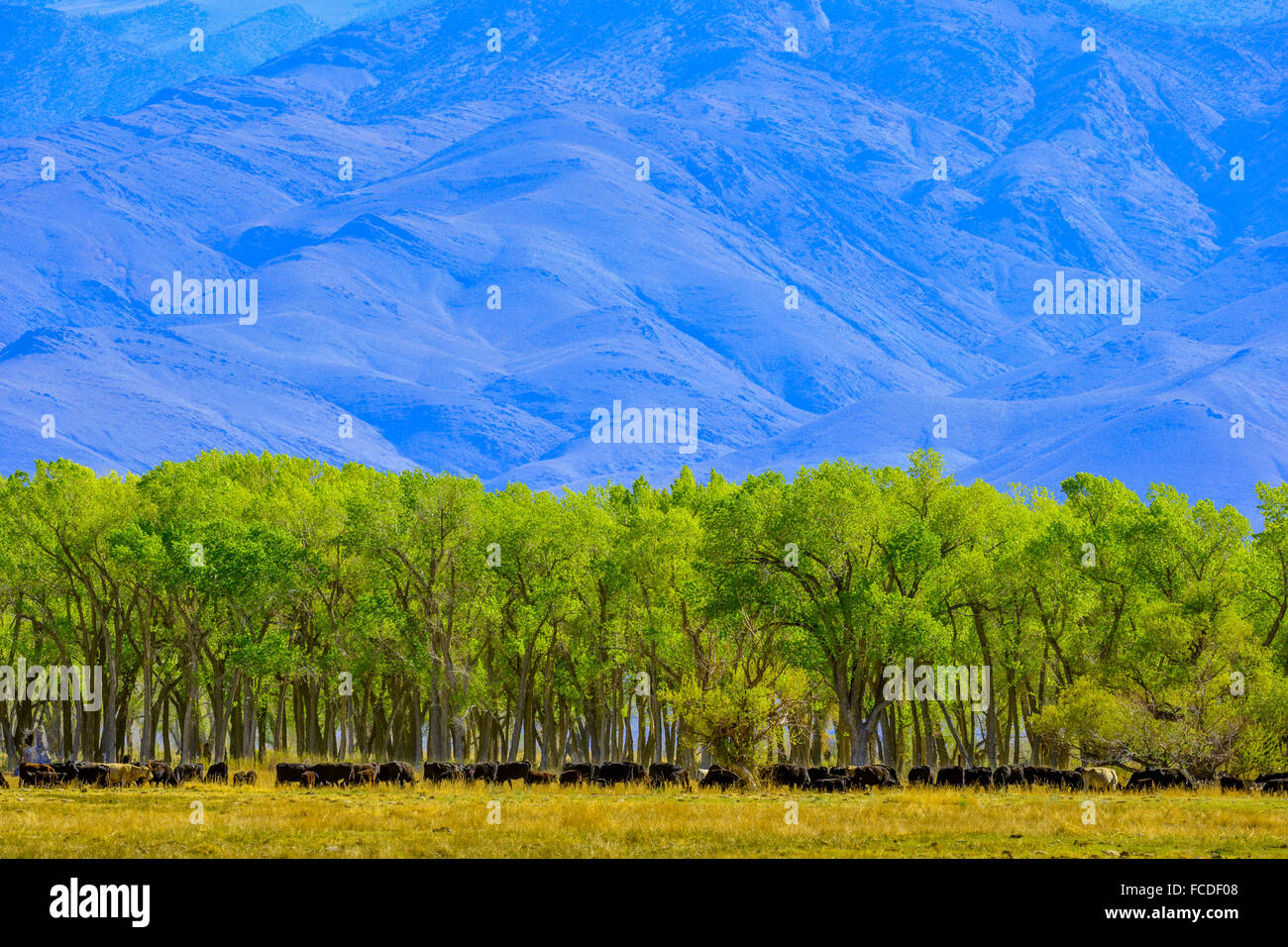 Grazing meat mountainous natural open spaces ranch lands remote rural ...