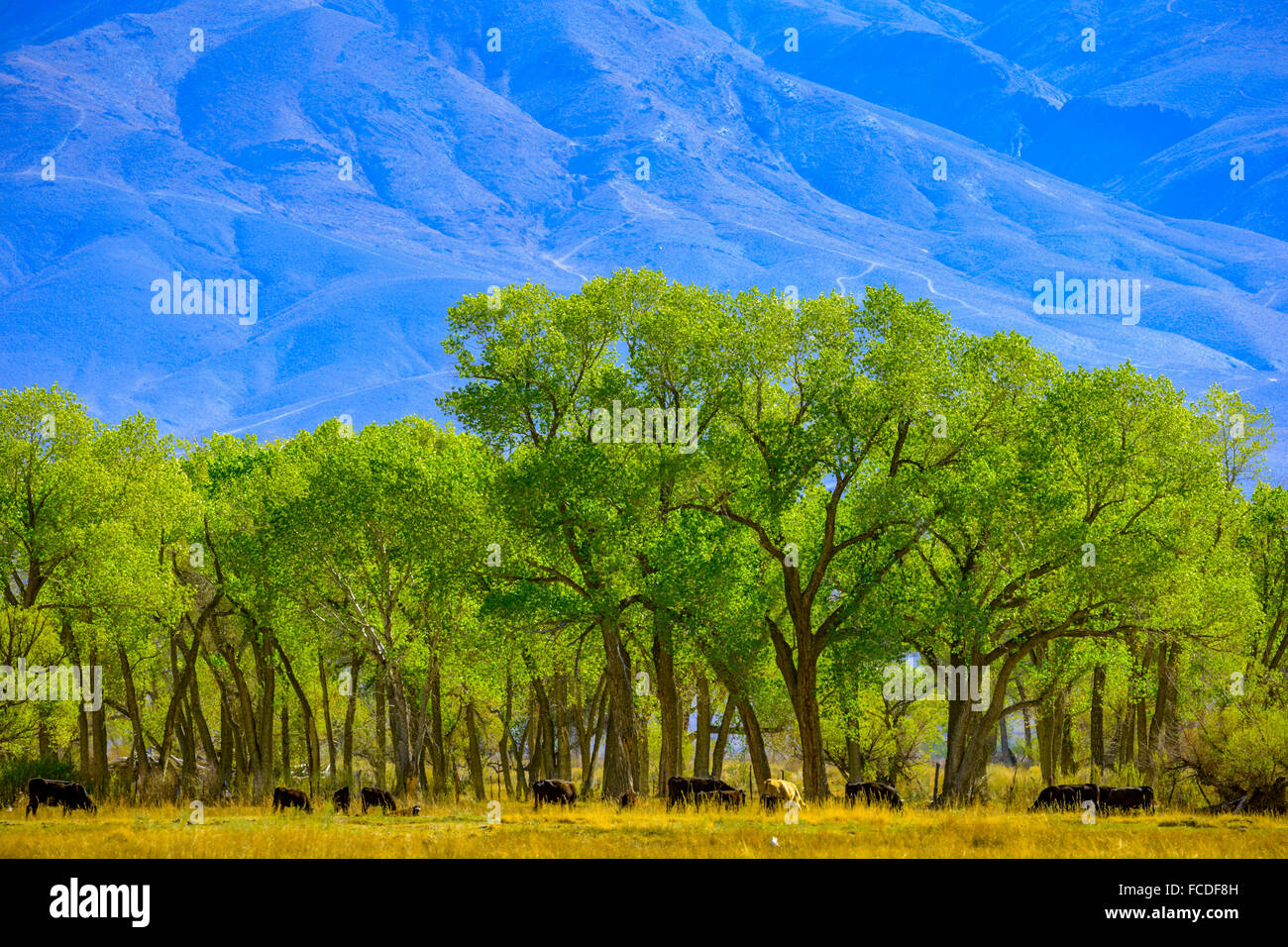 Grazing meat mountainous natural open spaces ranch lands remote rural ...