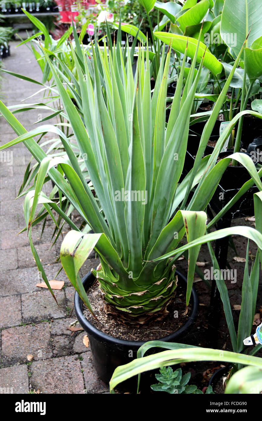 Furcraea hi-res stock photography and images - Alamy