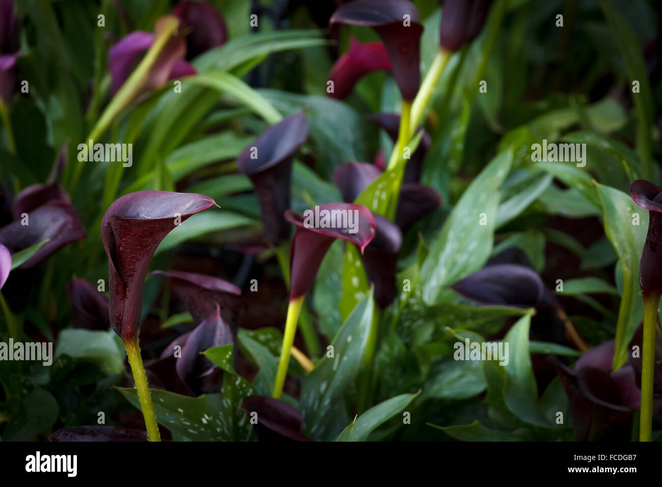 Dark Violet Cella lilly garden Stock Photo - Alamy