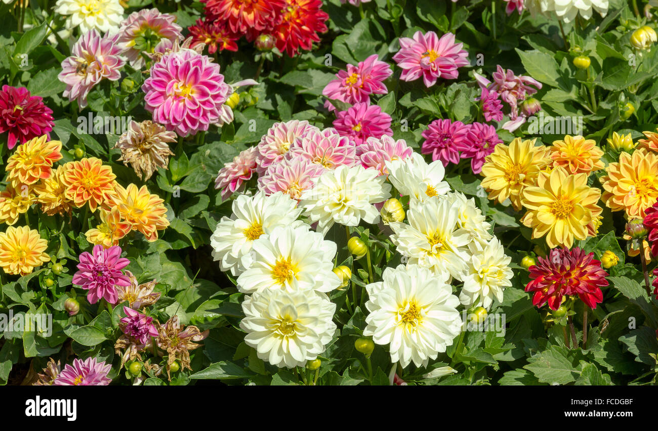 Dahlia garden in various colors Stock Photo - Alamy