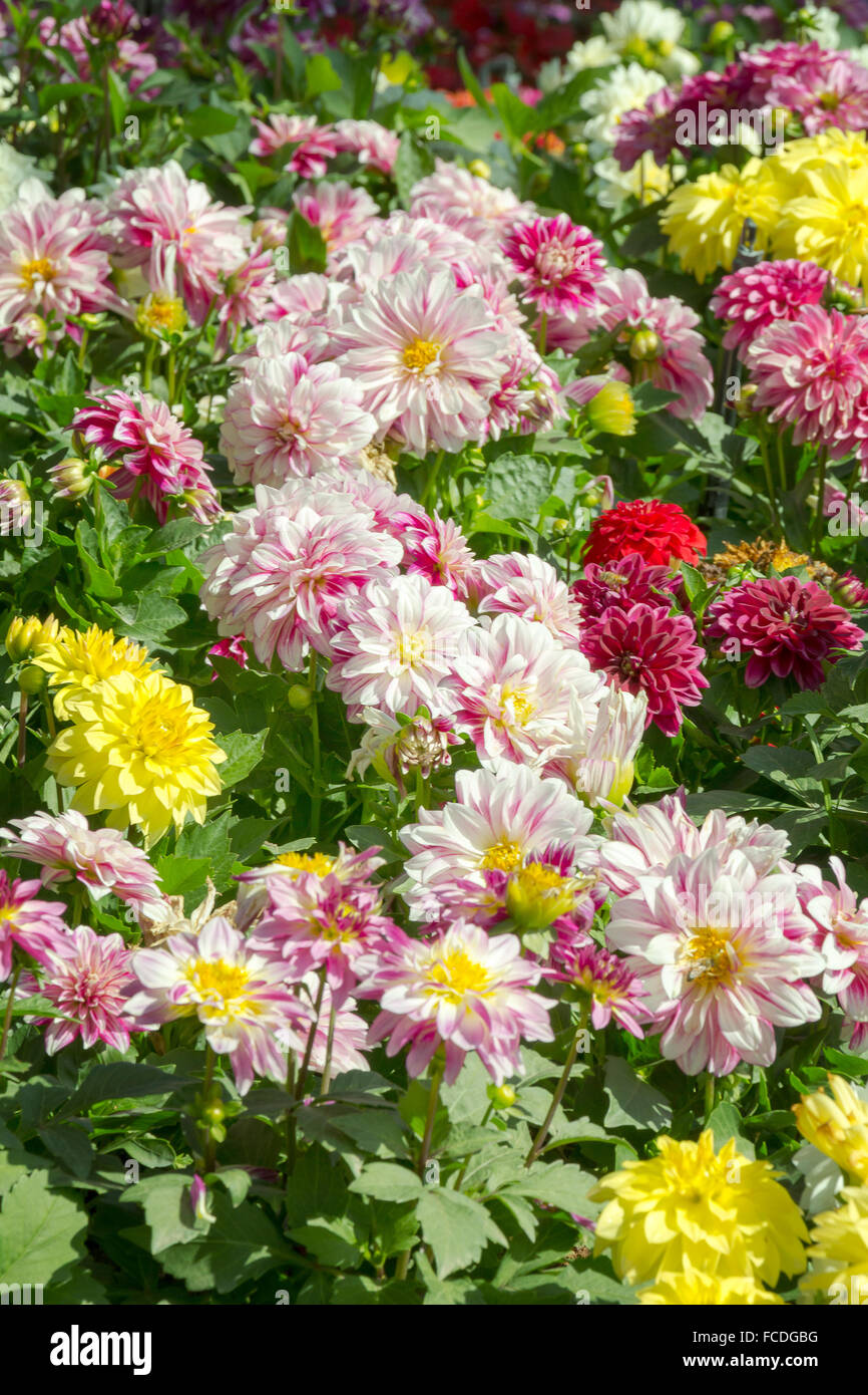 Dahlia garden in various colors Stock Photo - Alamy