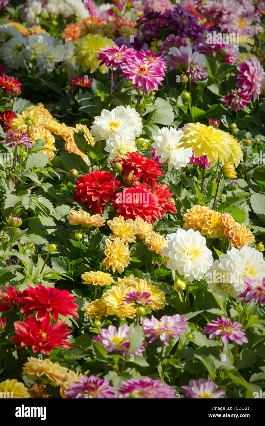 Dahlia garden in various colors Stock Photo - Alamy