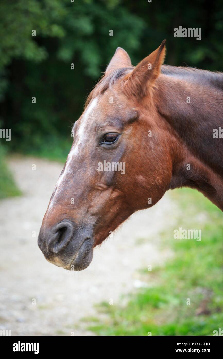 Horse sickness hi-res stock photography and images - Alamy