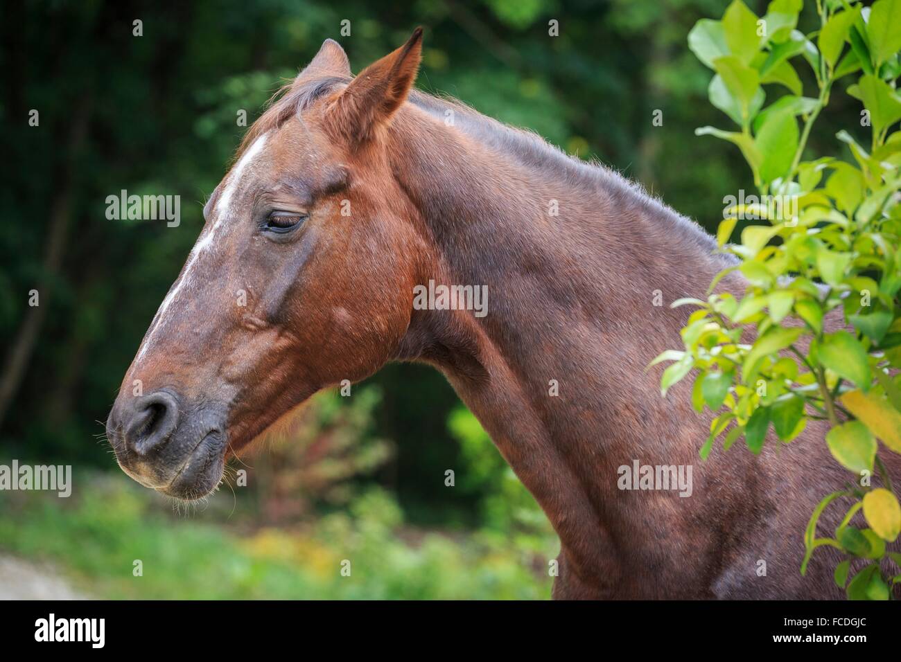 Oldenburg Horse suffering from laminitis showing pain. Germany Stock ...
