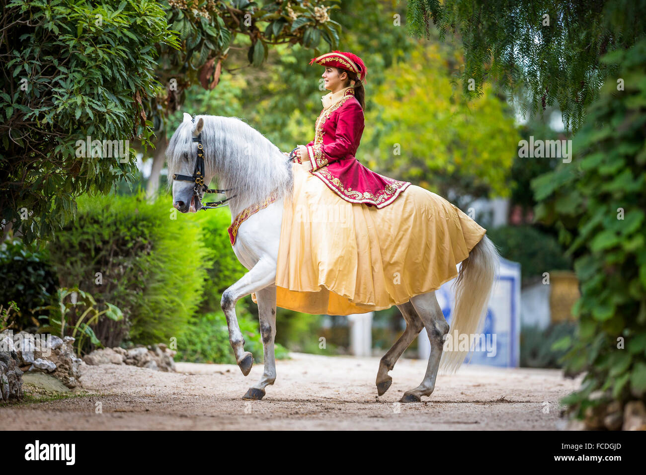 Lusitano. Gray stallion with rider in baroque costume performing a ...