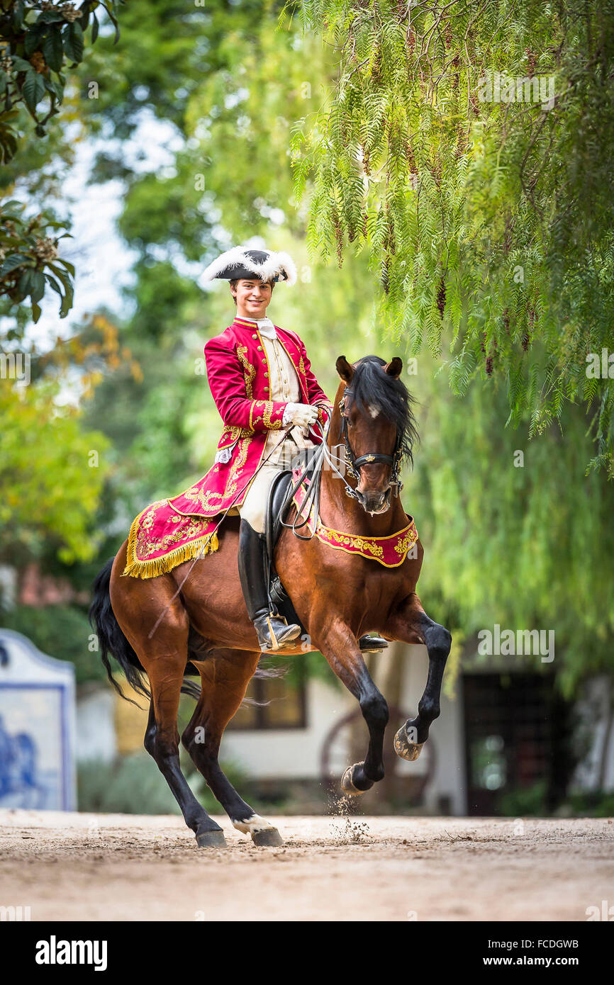 Lusitano. Bay stallion with rider in baroque costume performing a ...