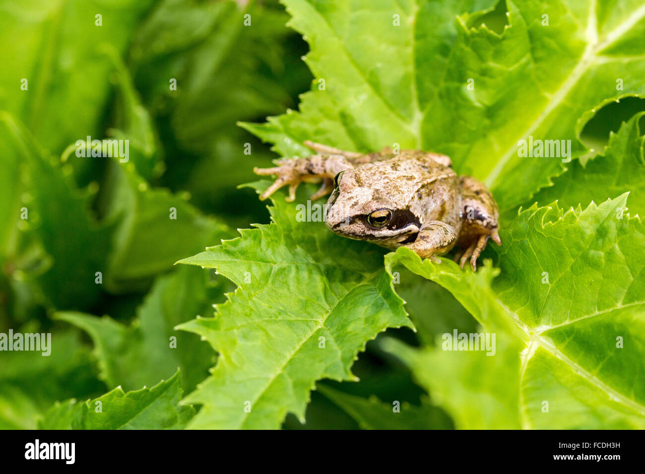 Netherlands, Susteren near Echt. Nature reserve De Doort. Common frog ...