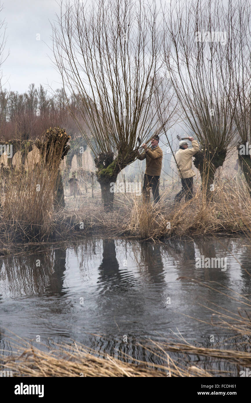 Netherlands, Werkendam, Biesbosch national park. Withy culture. Withy ...