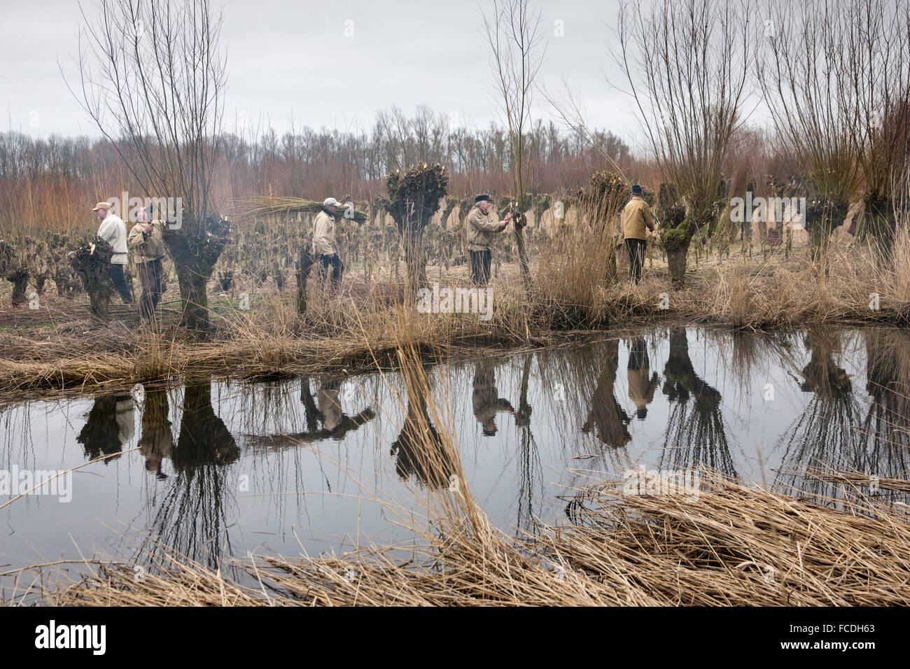 Netherlands, Werkendam, Biesbosch national park. Withy culture. Withy ...