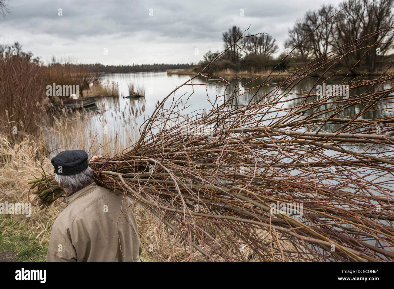 Netherlands, Werkendam, Biesbosch national park. Withy culture. Withy ...