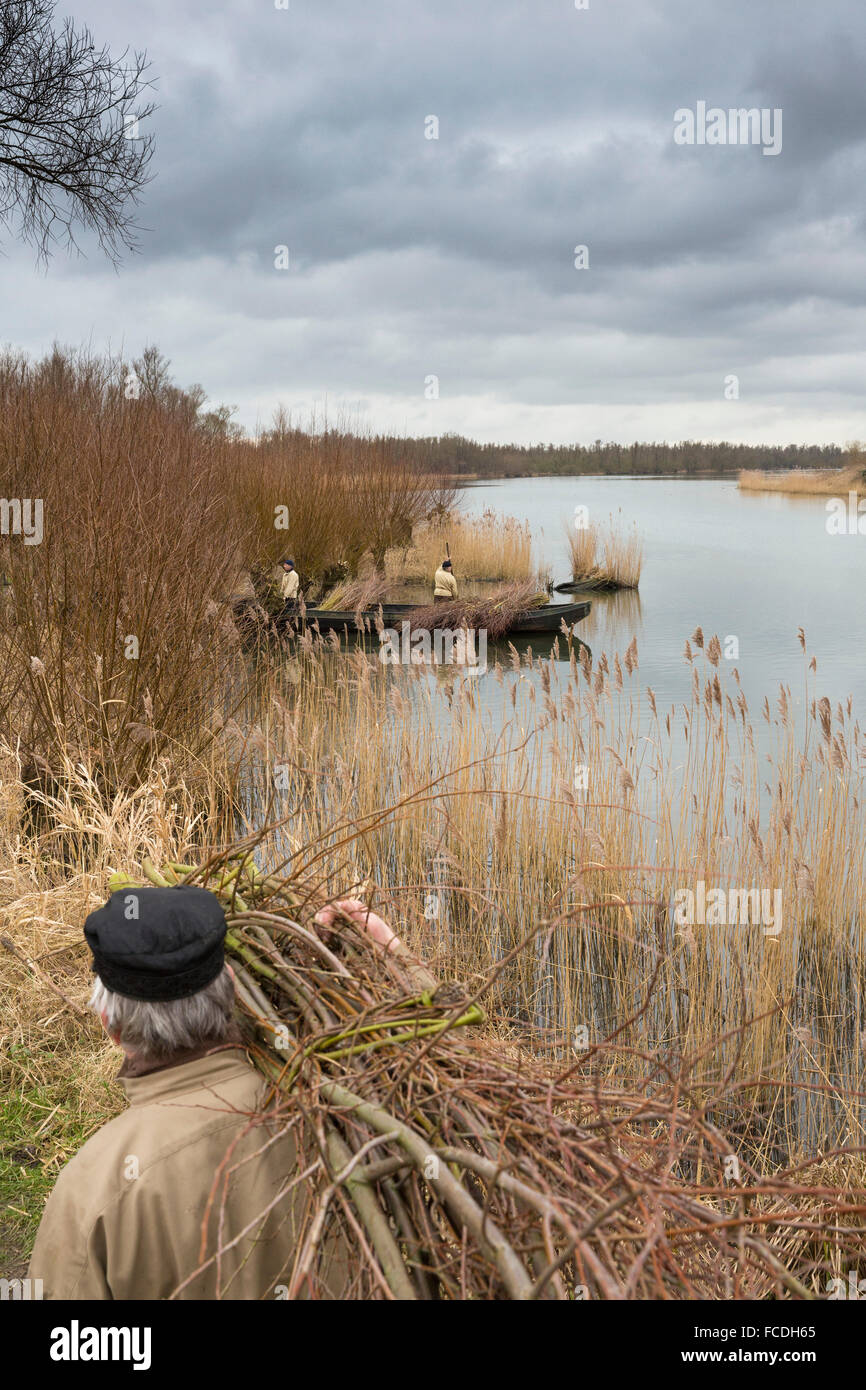 Netherlands, Werkendam, Biesbosch national park. Withy culture. Withy ...