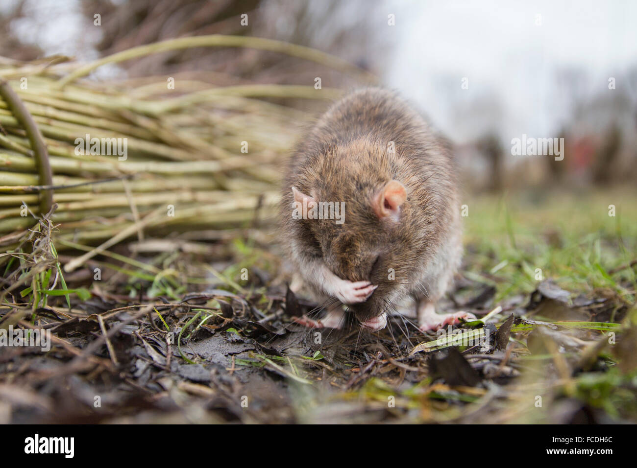 Netherlands, Werkendam, Biesbosch National Park. Brown rat Stock Photo ...