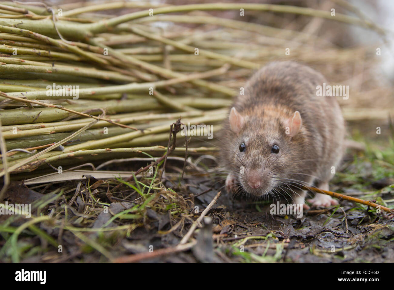 Netherlands, Werkendam, Biesbosch National Park. Brown rat Stock Photo ...