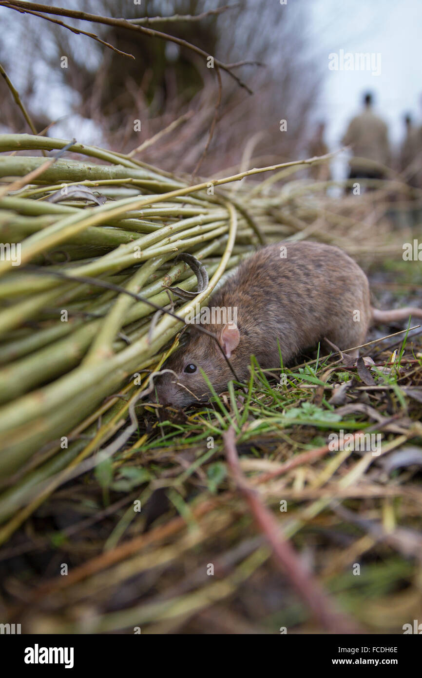 Netherlands, Werkendam, Biesbosch National Park. Brown rat Stock Photo ...