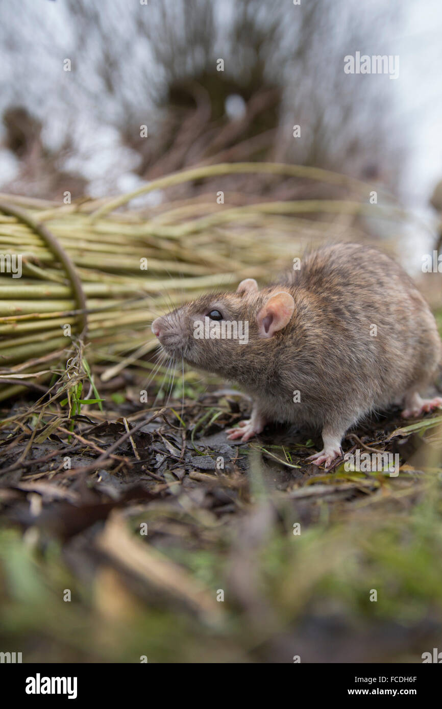 Netherlands, Werkendam, Biesbosch National Park. Brown rat Stock Photo ...